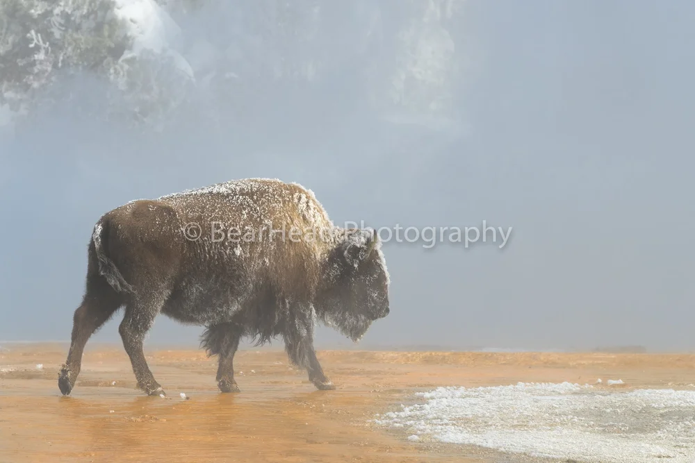 American Bison Running