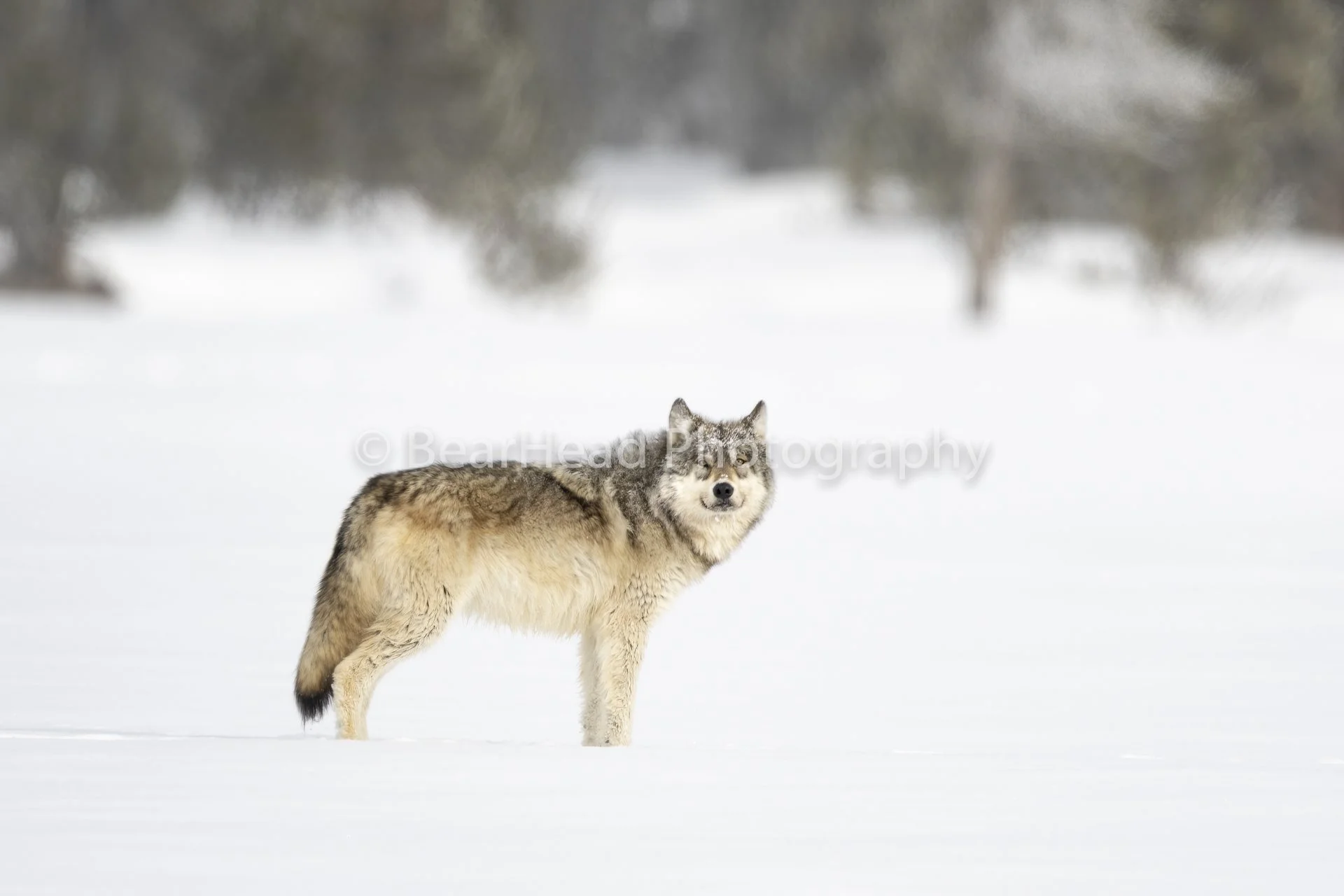 Wolves — BearHead Photography