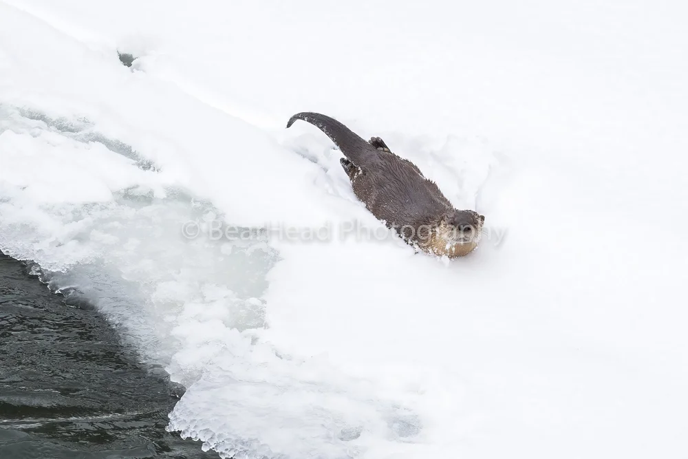 River Otter Sliding