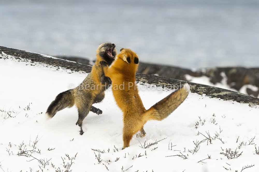 Red Fox Fight