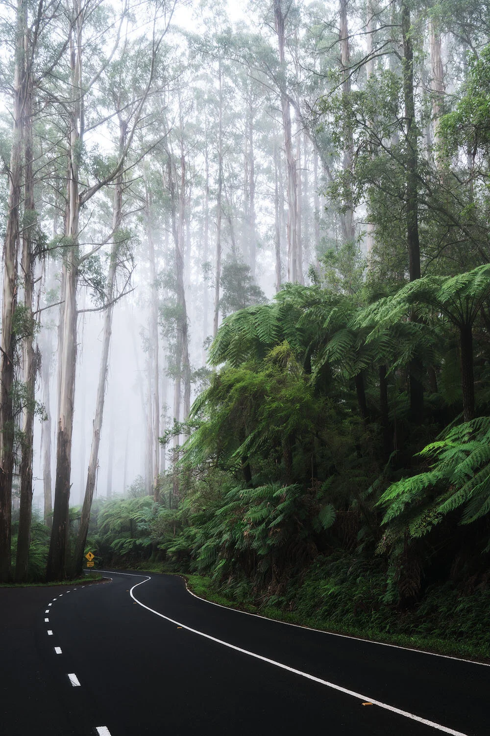 Victoria’s Forests: Top 5 Locations for Landscape Photography ...