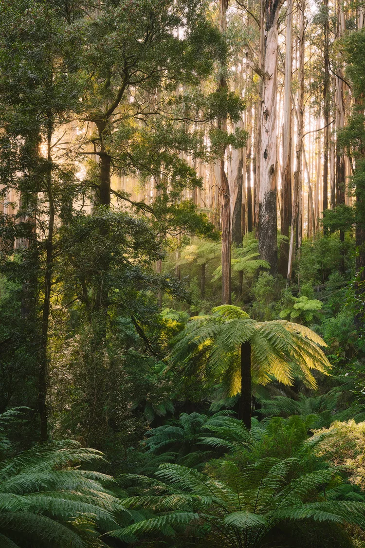 Top 5 Landscape Photography Locations in Victoria, Australia ...