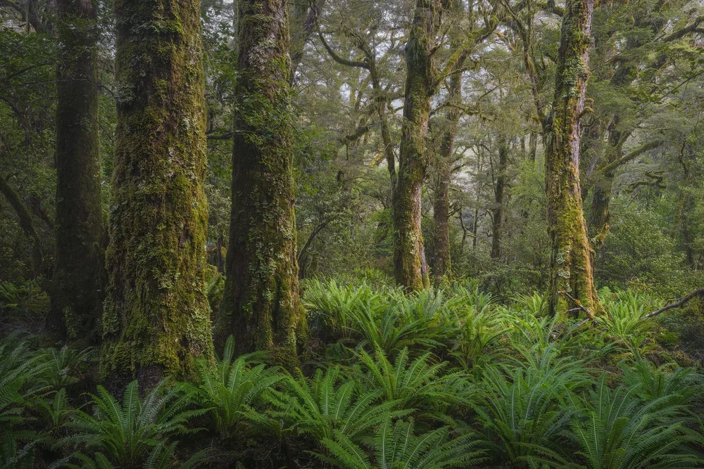 Creating order from chaos: 7 tips for terrific tree photos — Australian ...