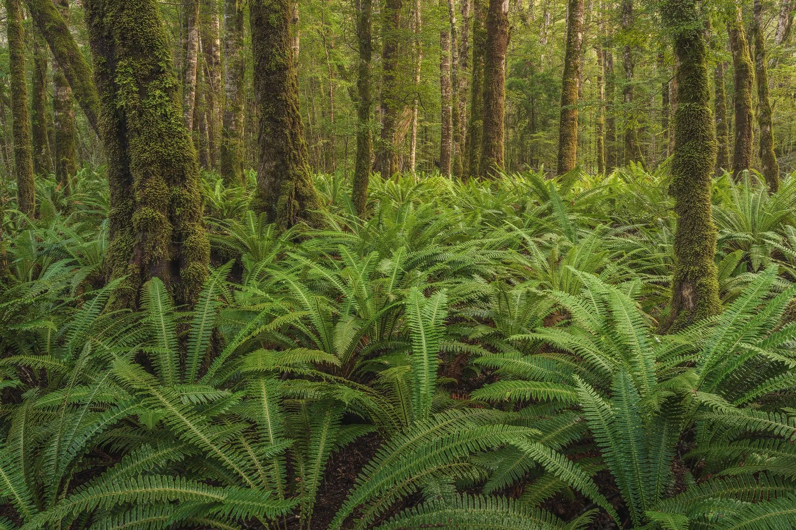 Australian Nature Photography: Myrtle Beech, Mountain Ash and Tree ...