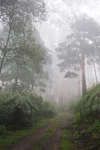 Return to the Wild: Yarra Ranges Hike — Australian Nature & Landscape ...