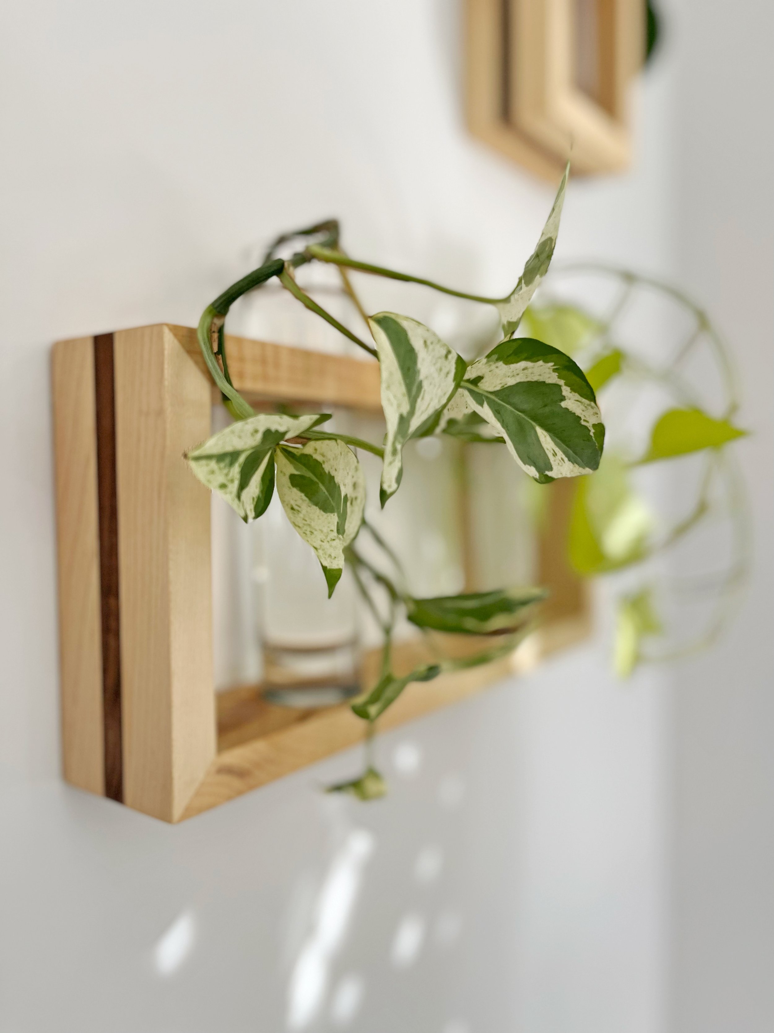 Creating a Plant Wall with Modern Botanical's Planters