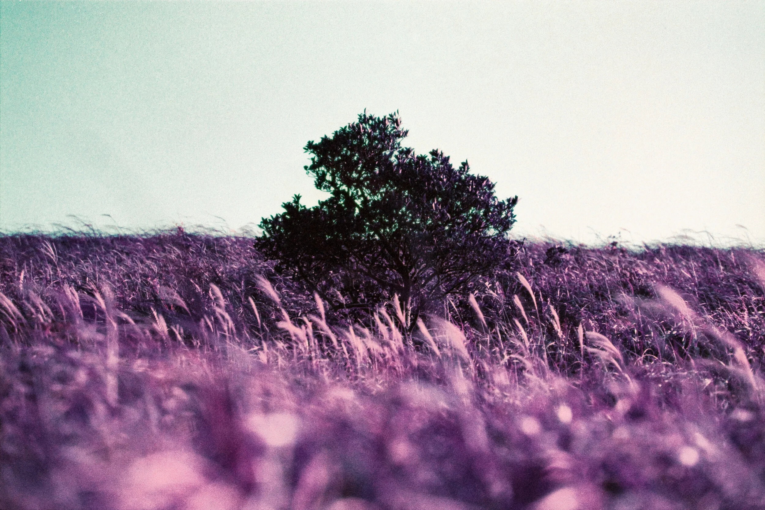 Ultra Violet — Anakin Yeung | Photographer | Visual Artis — Anakin ...