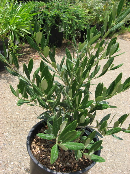 Drought Tolerant Plants — Bellefontaine Nursery