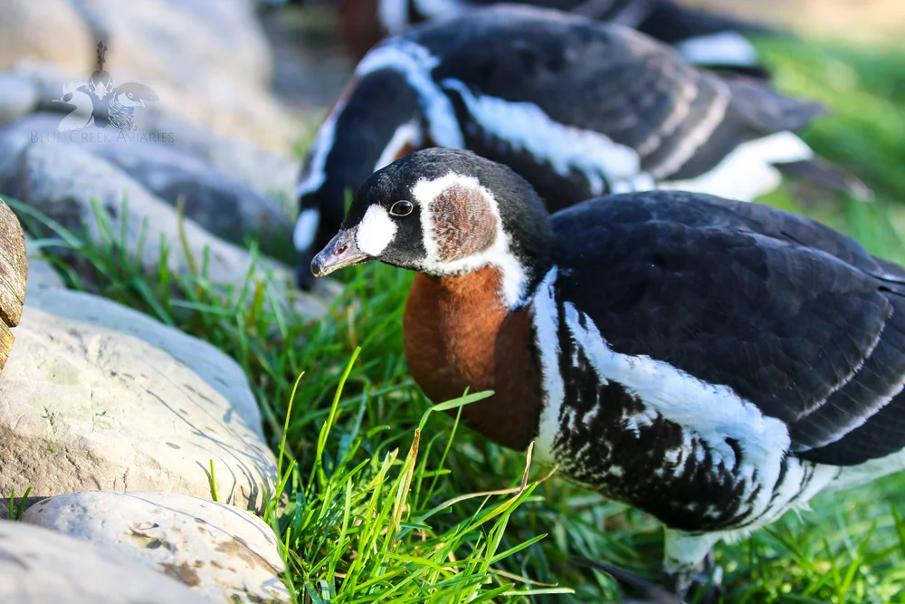 Geese — Blue Creek Aviaries