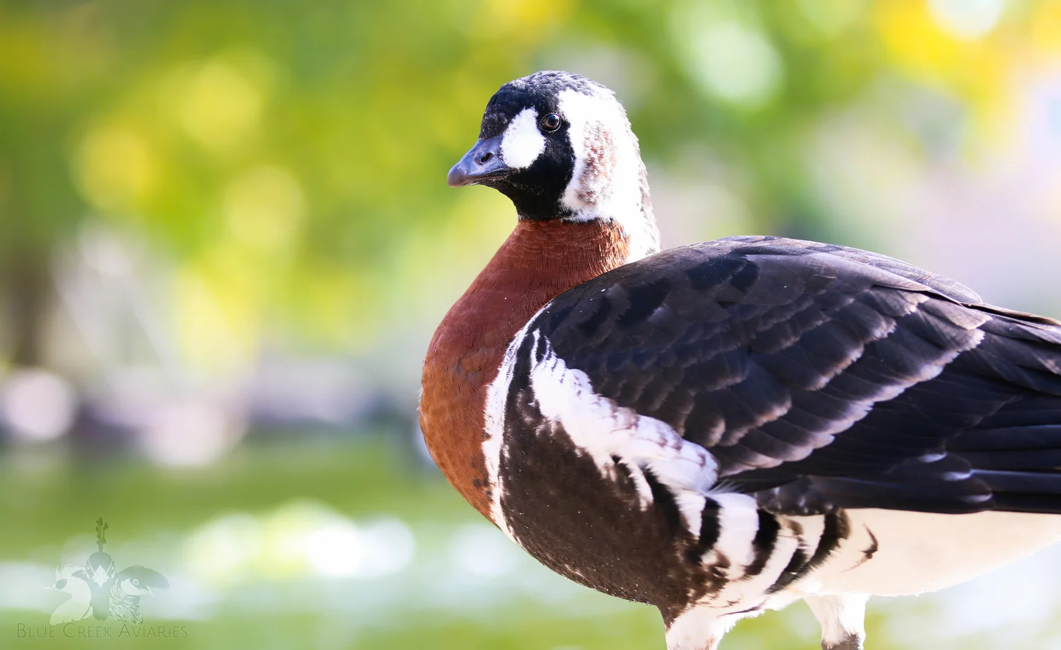Geese — Blue Creek Aviaries