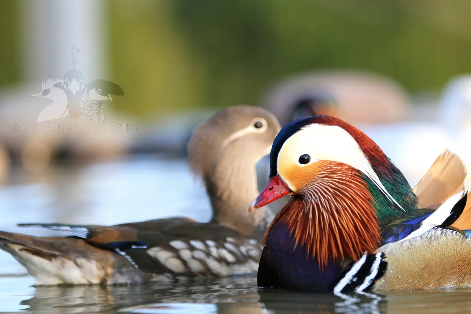 Mandarin Duck — Blue Creek Aviaries