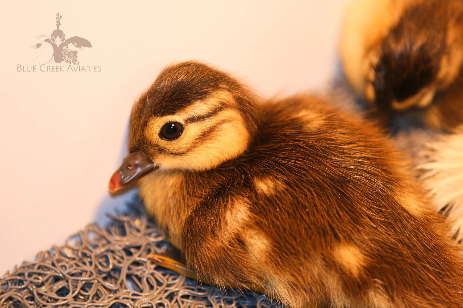 Mandarin Duck — Blue Creek Aviaries