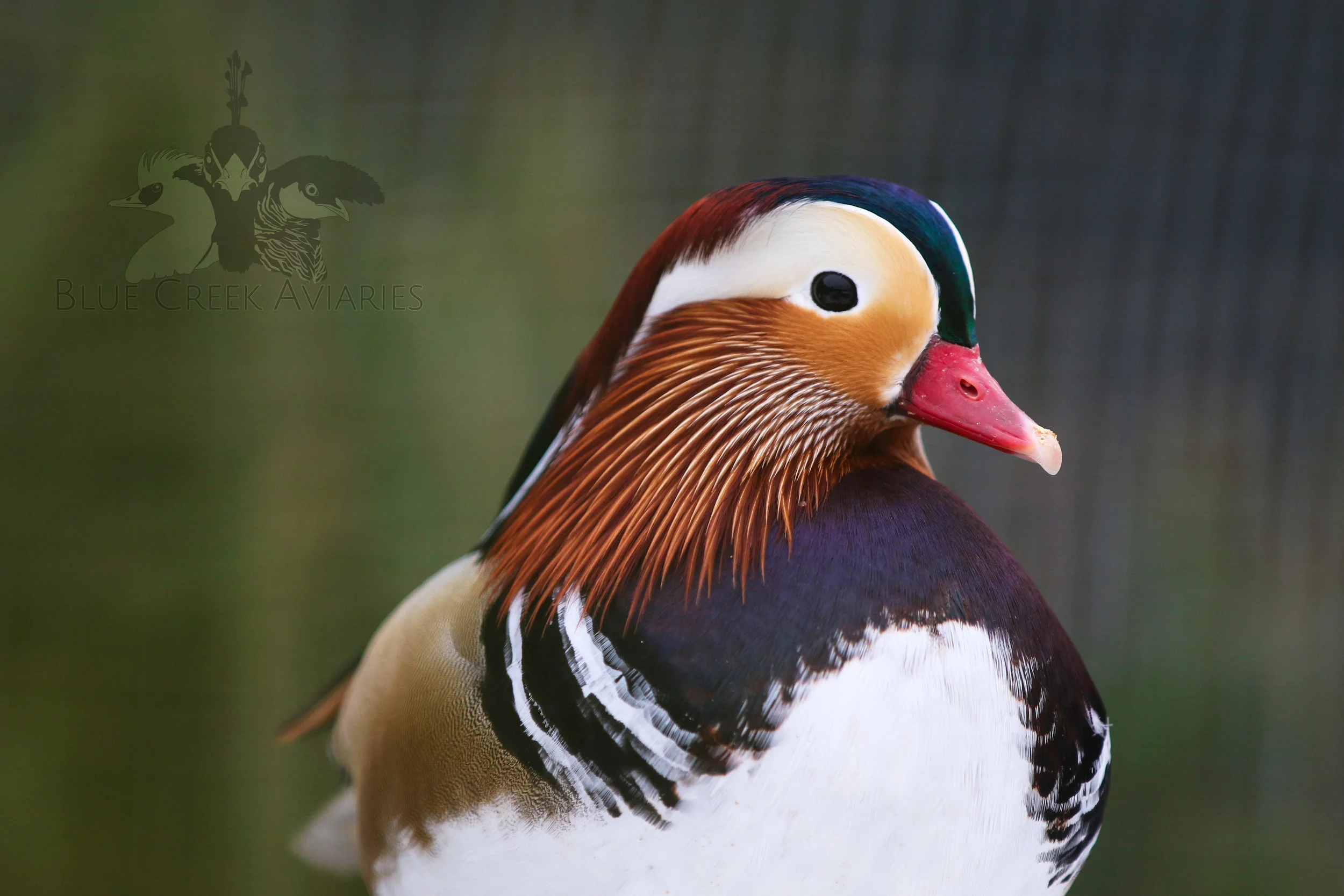 Mandarin Duck — Blue Creek Aviaries