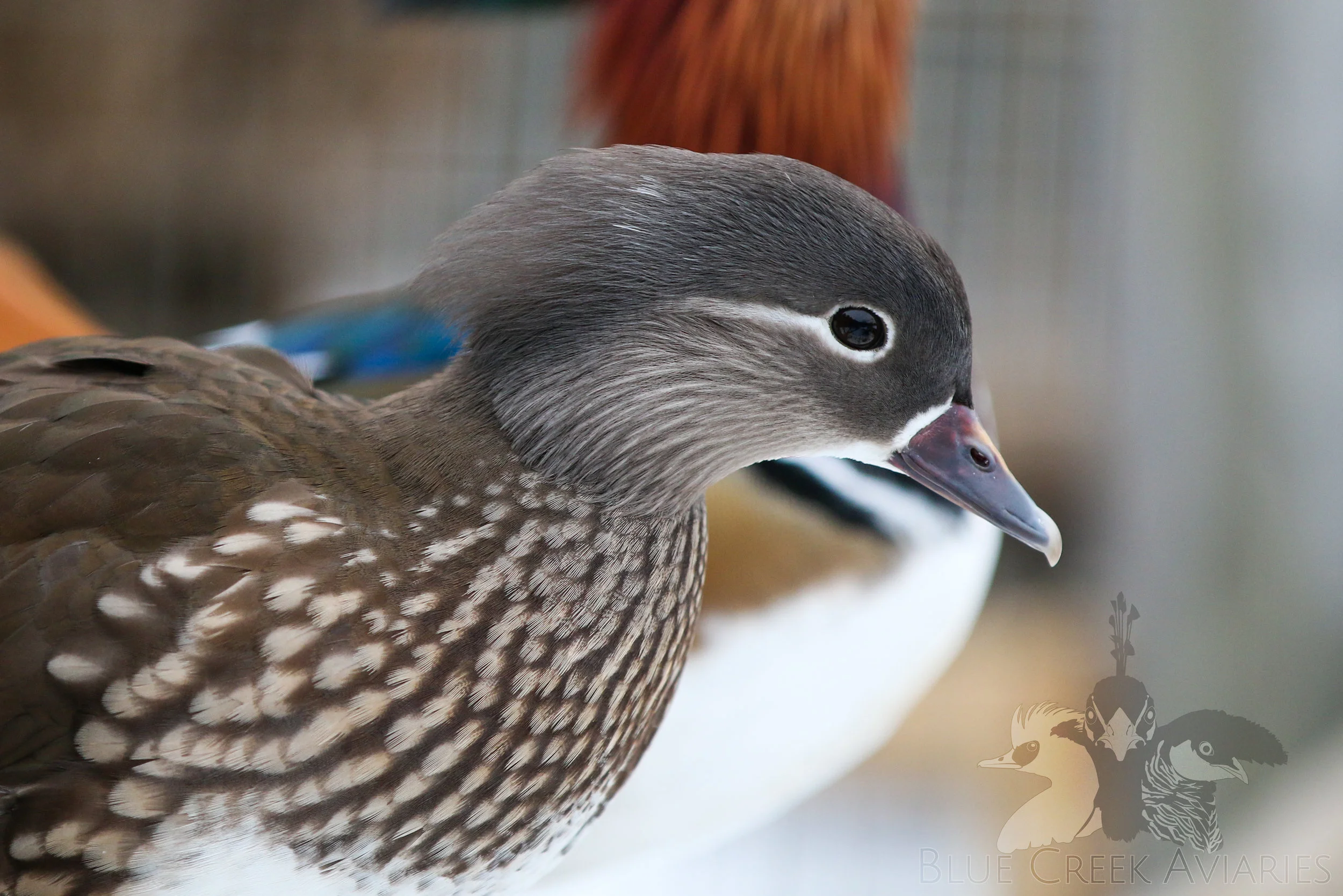 Mandarin Duck — Blue Creek Aviaries