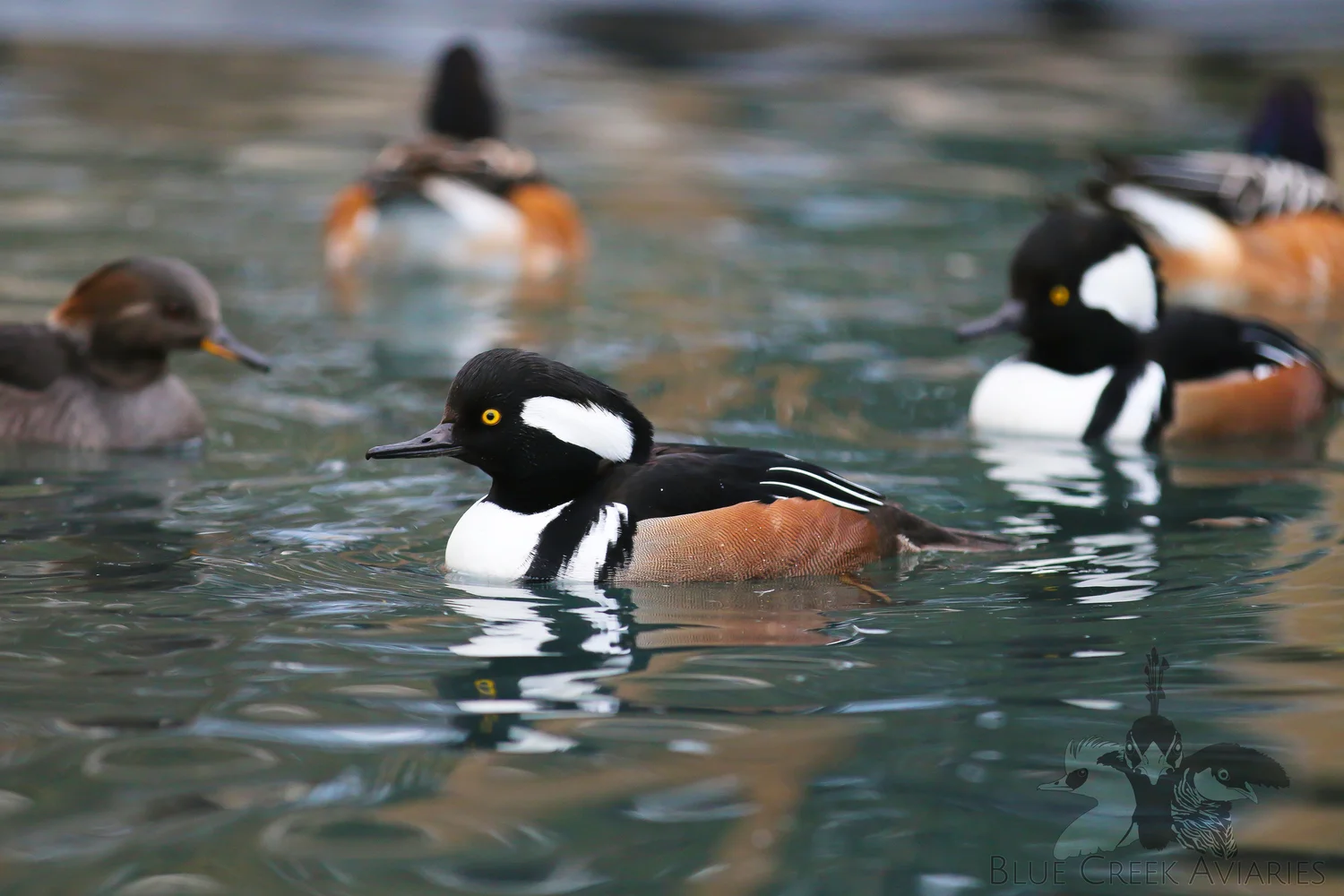Hooded Merganser — Blue Creek Aviaries