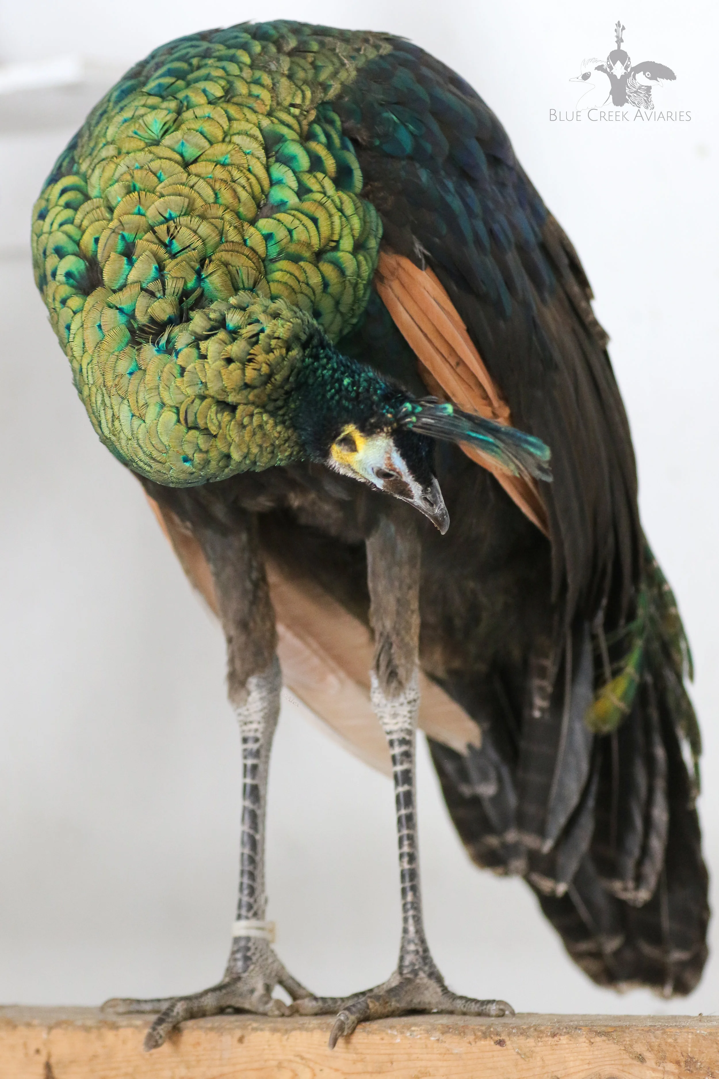 Peafowl — Blue Creek Aviaries