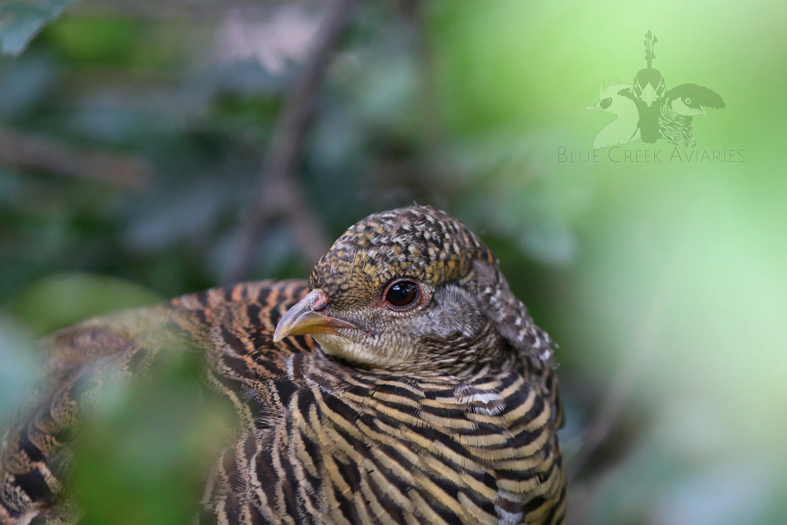 Golden Pheasant — Blue Creek Aviaries