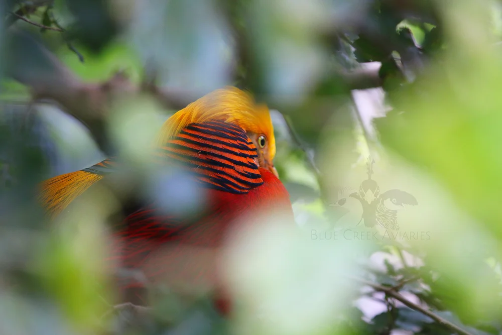 Golden Pheasant — Blue Creek Aviaries