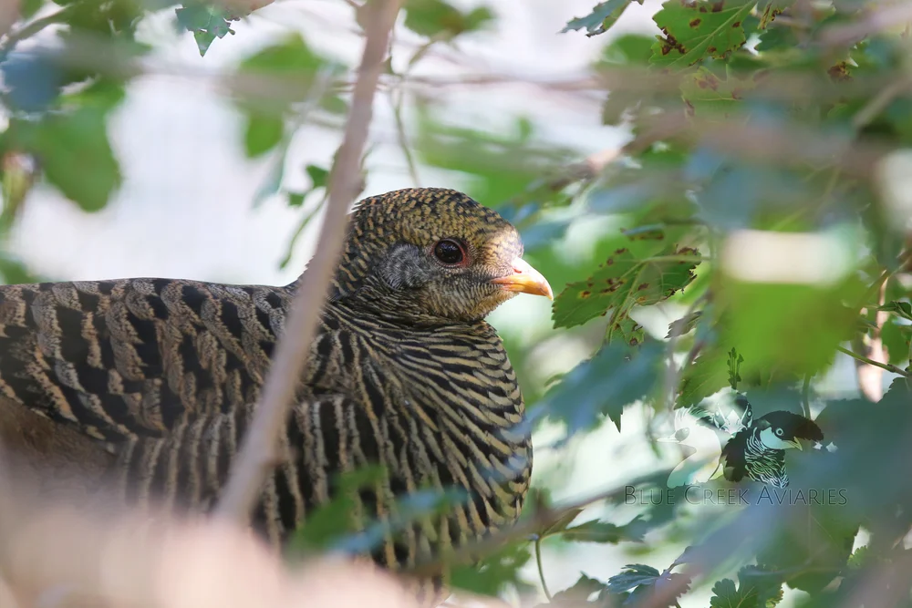 Golden Pheasant — Blue Creek Aviaries