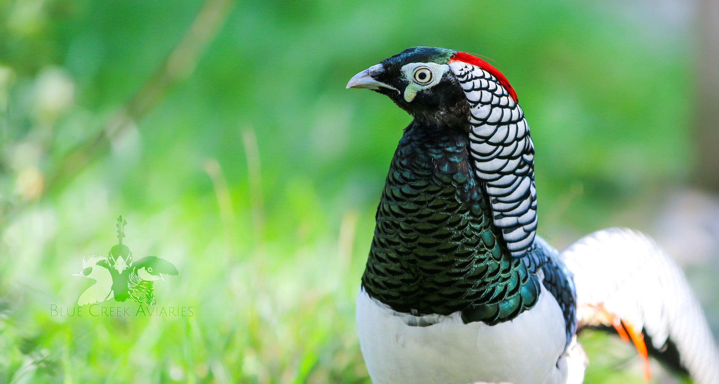 Lady Amherst Pheasant — Blue Creek Aviaries