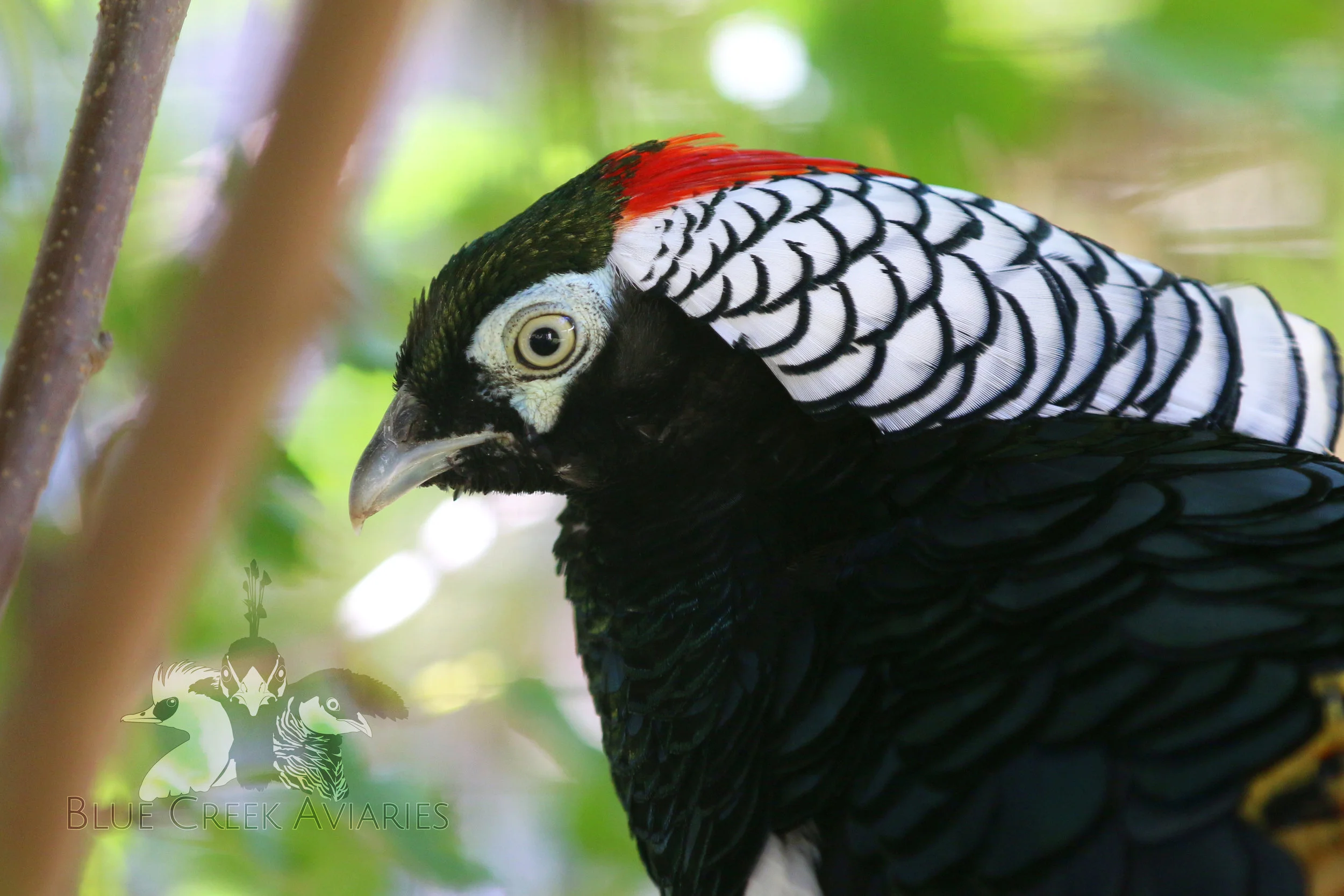 Lady Amherst Pheasant — Blue Creek Aviaries