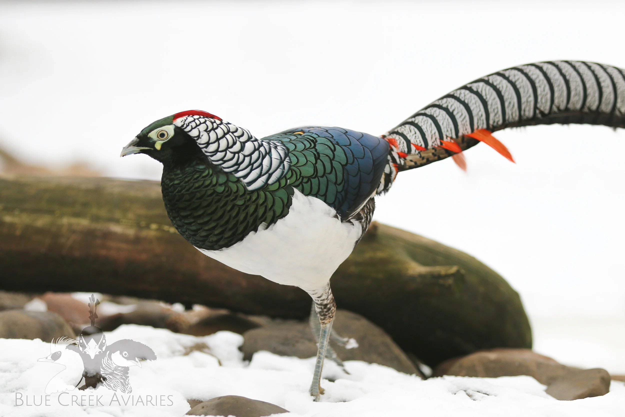 Lady Amherst Pheasant — Blue Creek Aviaries