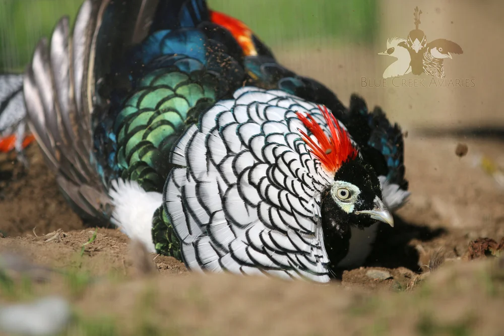 Lady Amherst Pheasant — Blue Creek Aviaries
