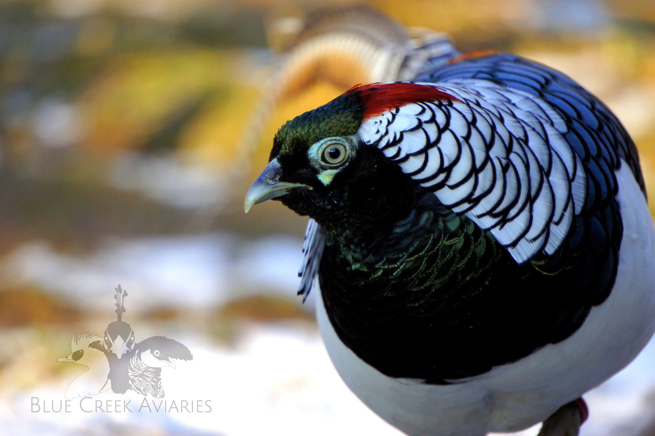 Lady Amherst Pheasant — Blue Creek Aviaries