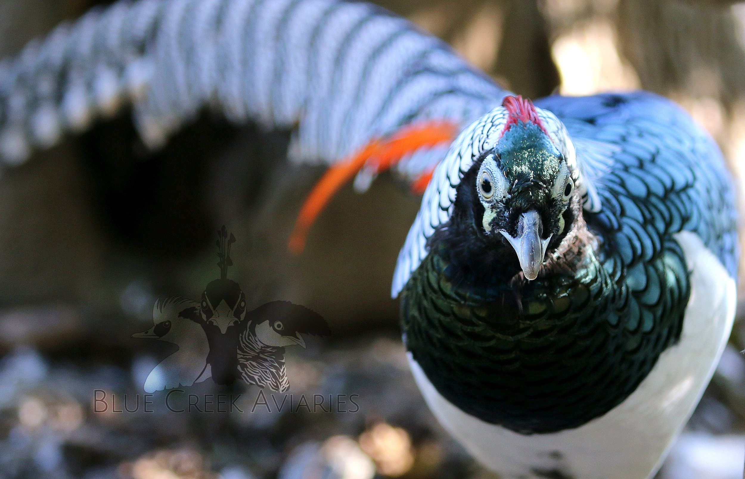 Lady Amherst Pheasant — Blue Creek Aviaries