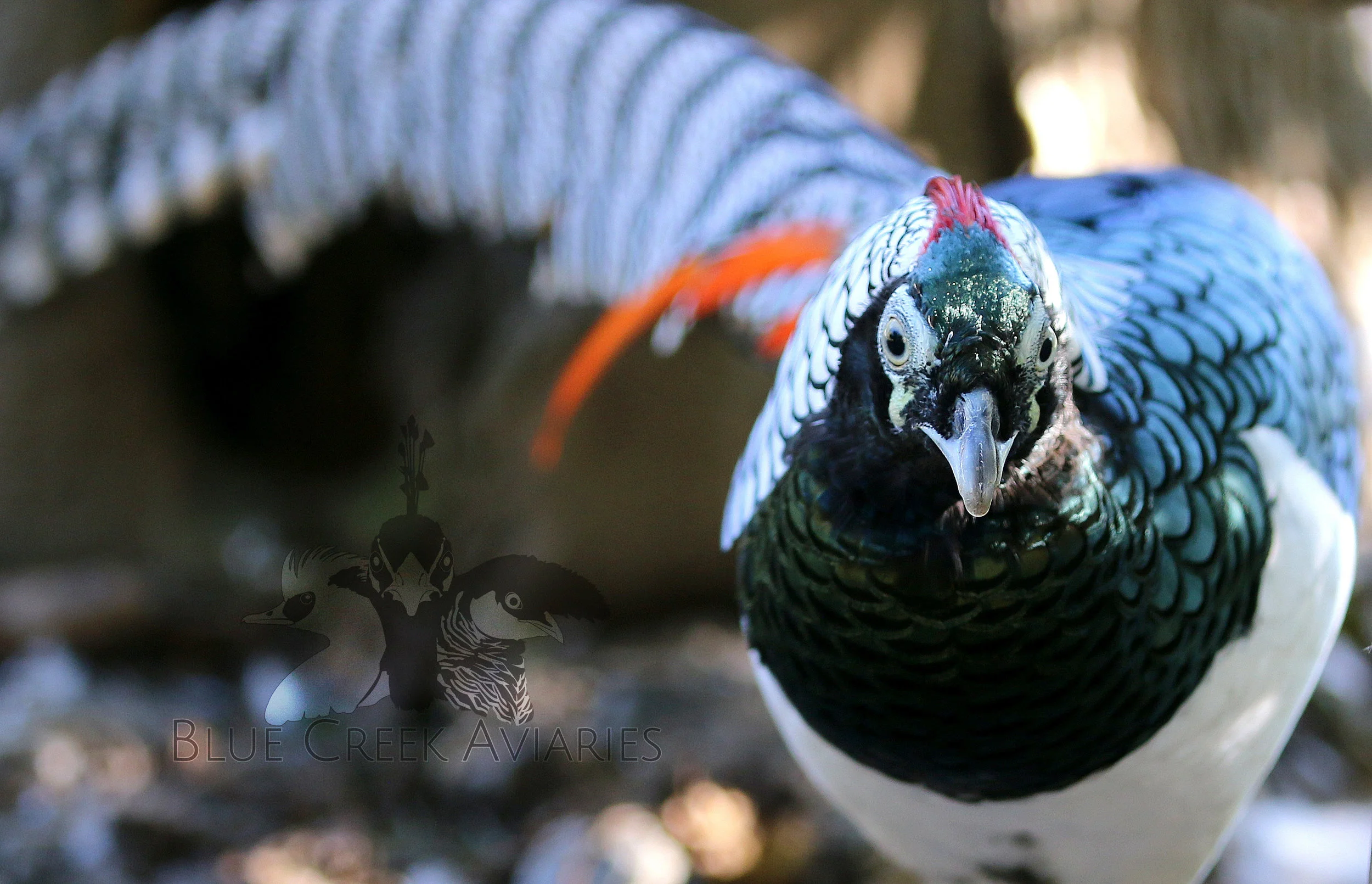 Lady Amherst Pheasant — Blue Creek Aviaries