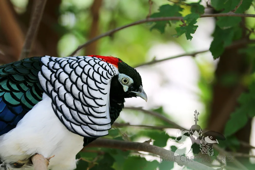 Lady Amherst Pheasant — Blue Creek Aviaries