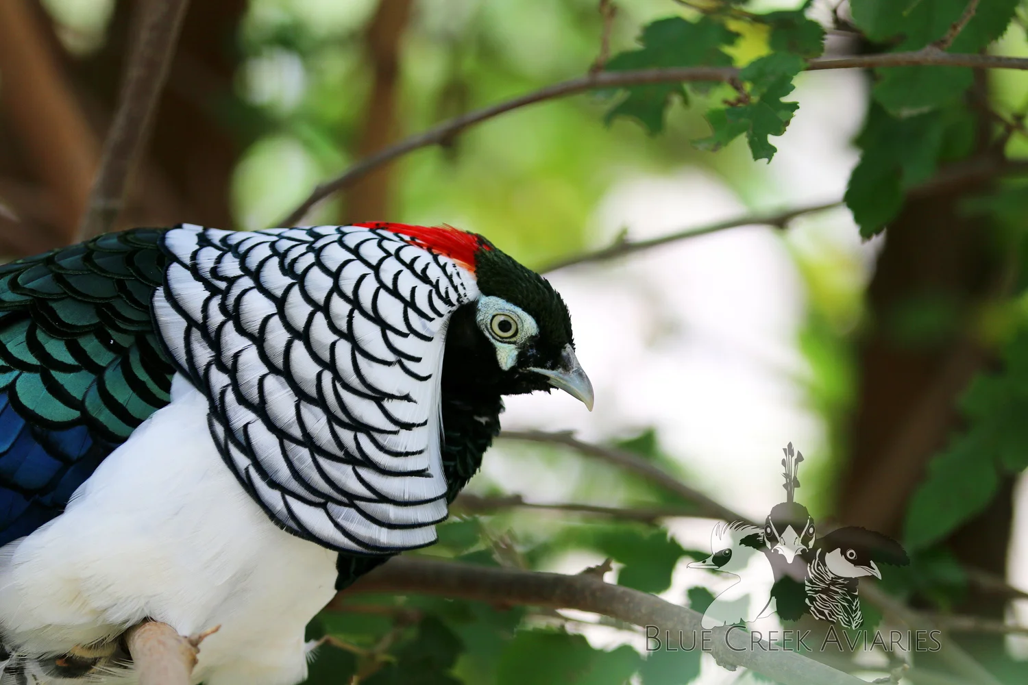 Lady Amherst Pheasant — Blue Creek Aviaries