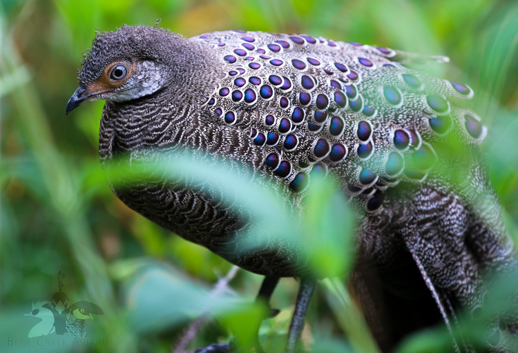 Peacock Pheasants — Blue Creek Aviaries