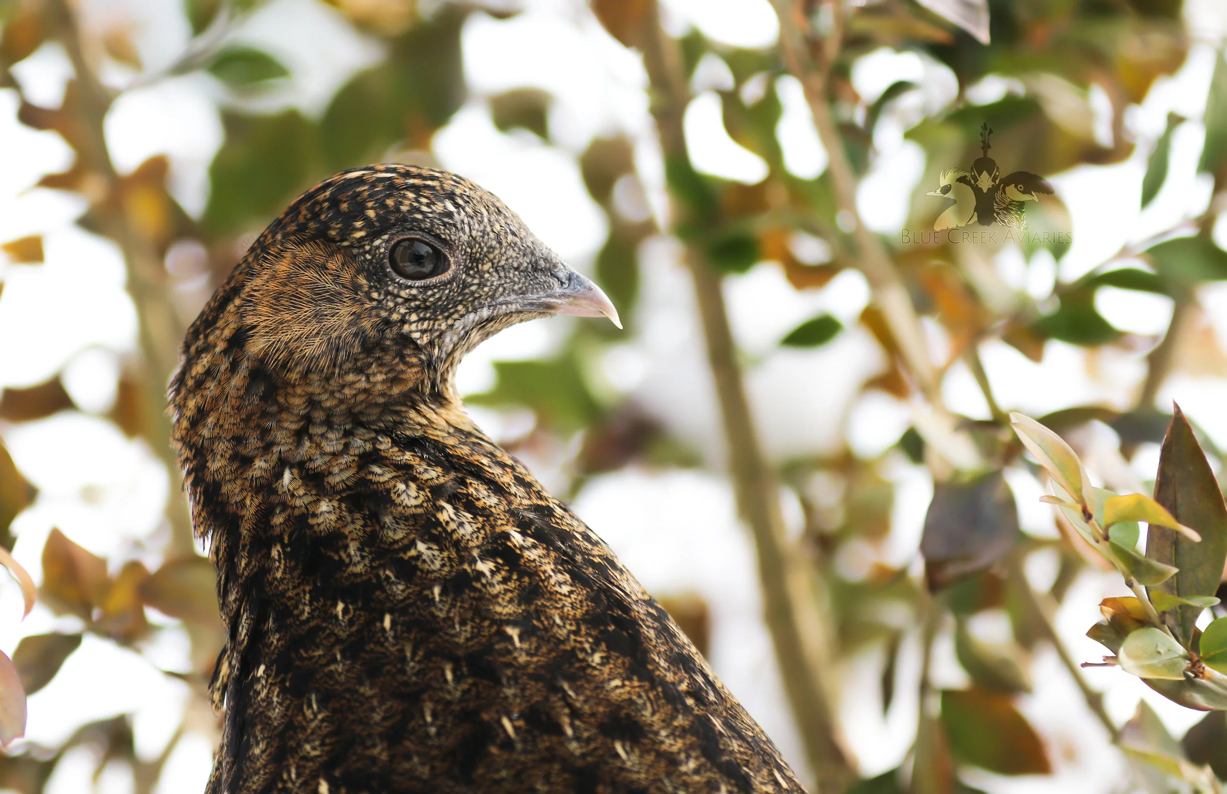 Tragopans — Blue Creek Aviaries