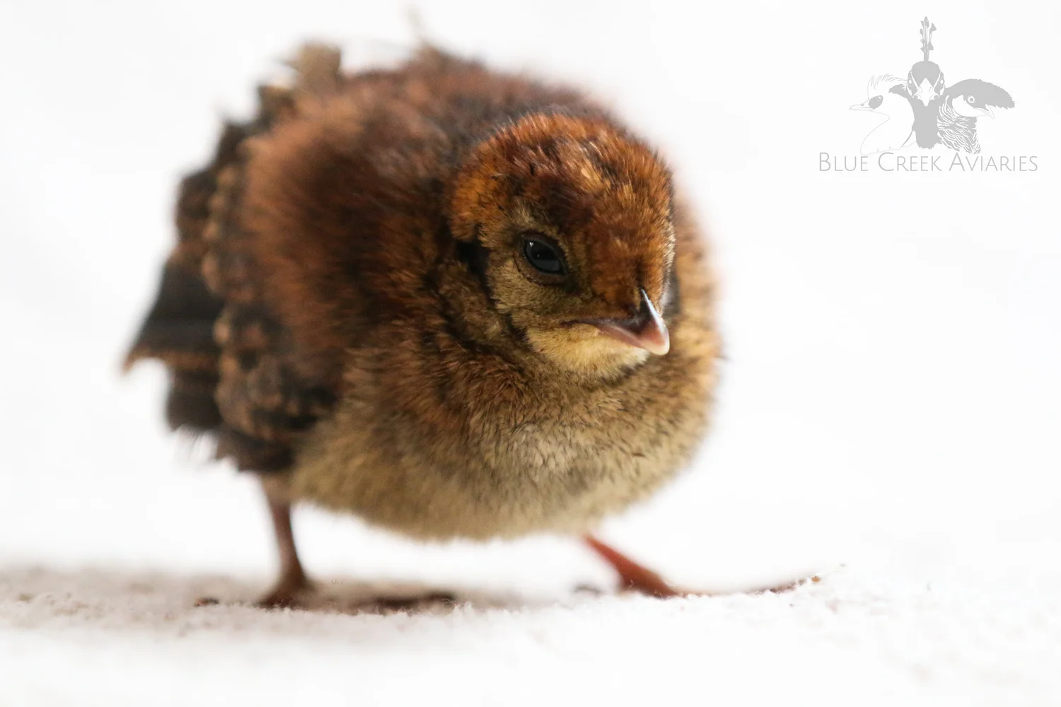 Tragopans — Blue Creek Aviaries
