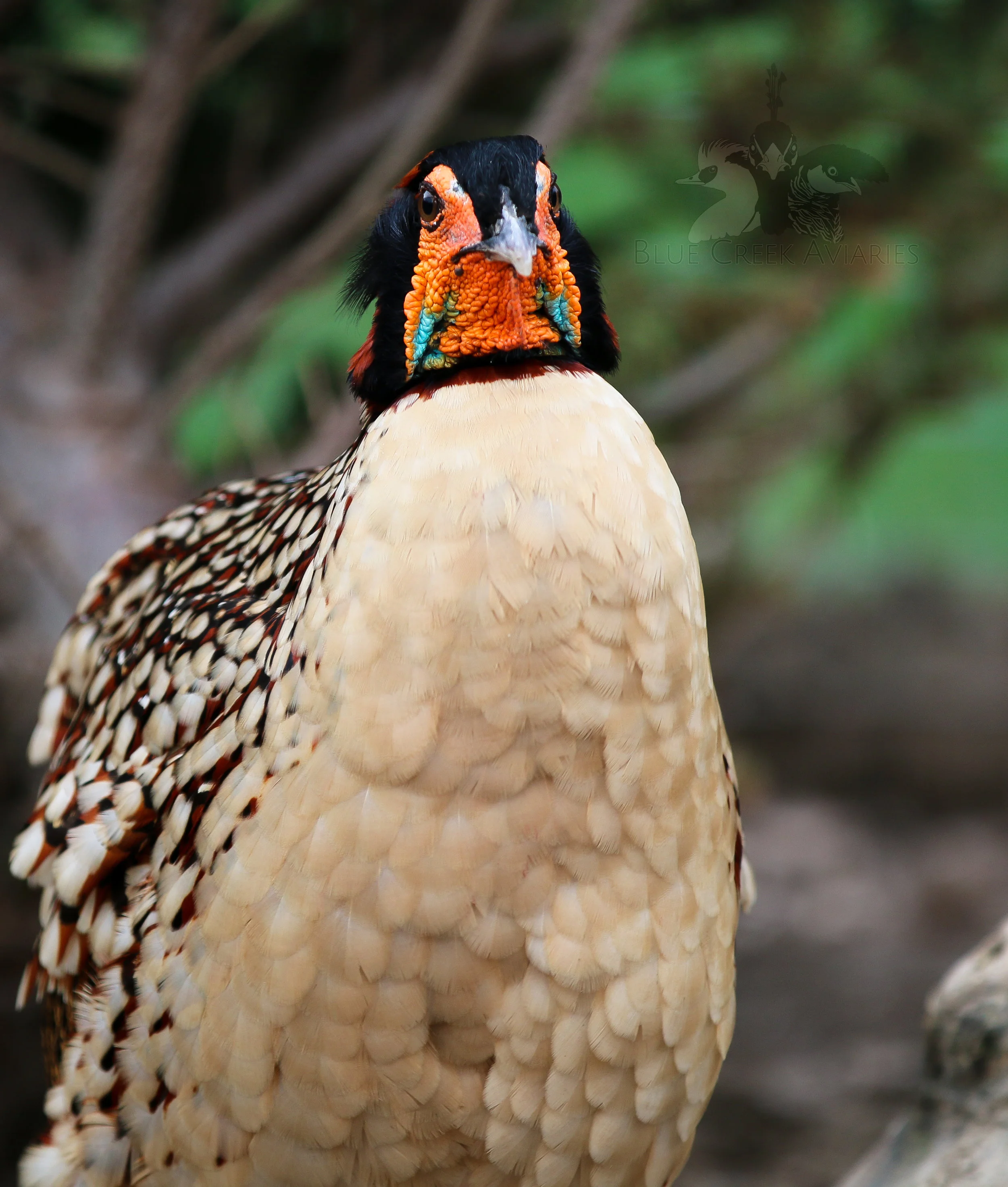 Tragopans — Blue Creek Aviaries