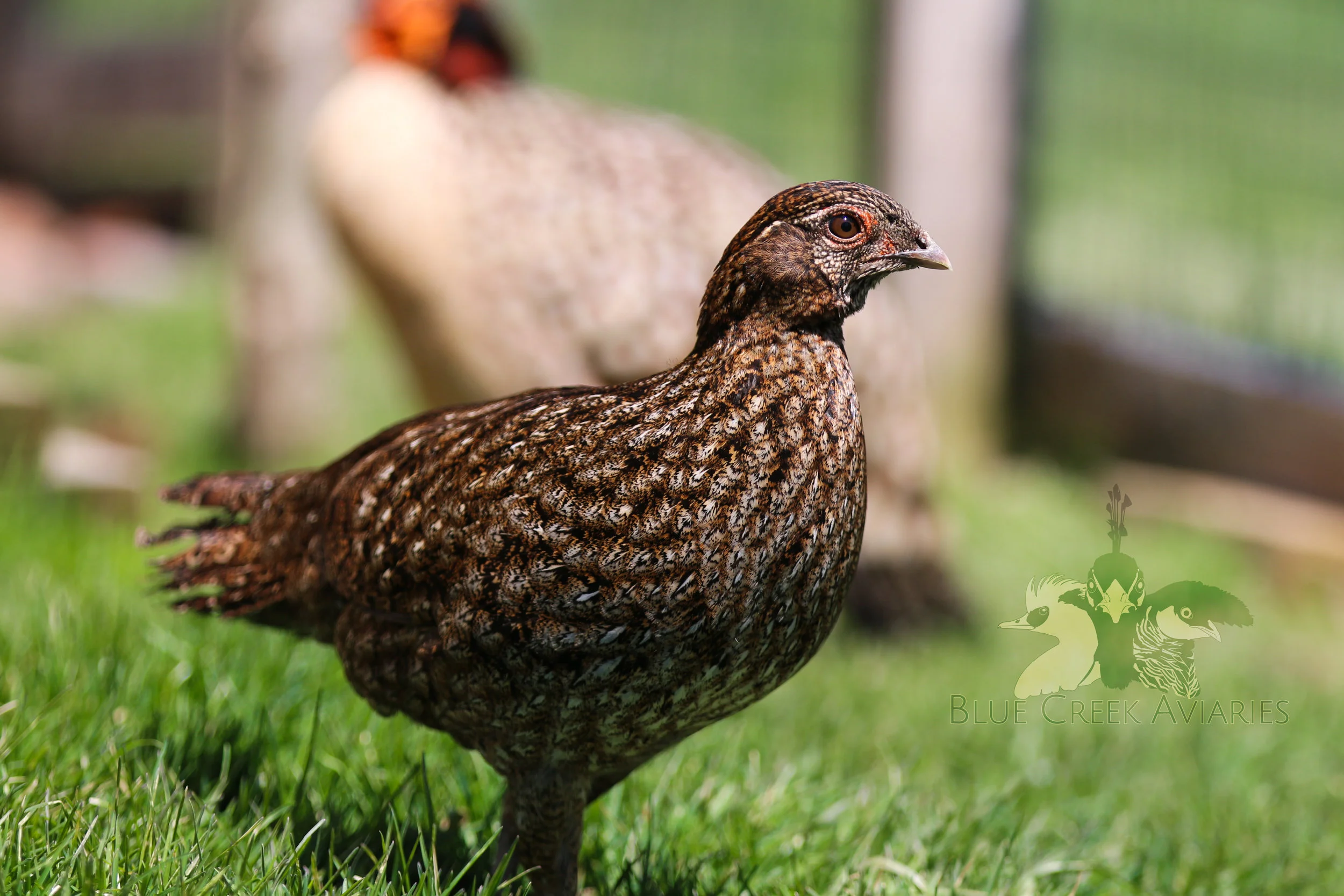 Tragopans — Blue Creek Aviaries
