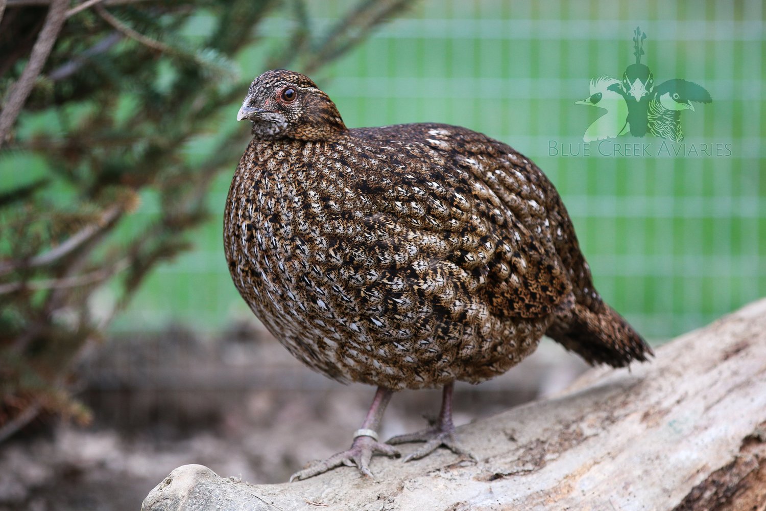 Tragopans — Blue Creek Aviaries