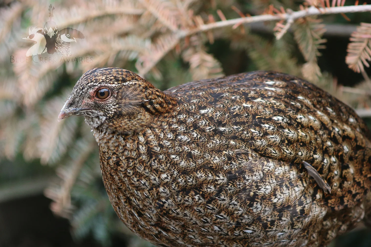 Tragopans — Blue Creek Aviaries