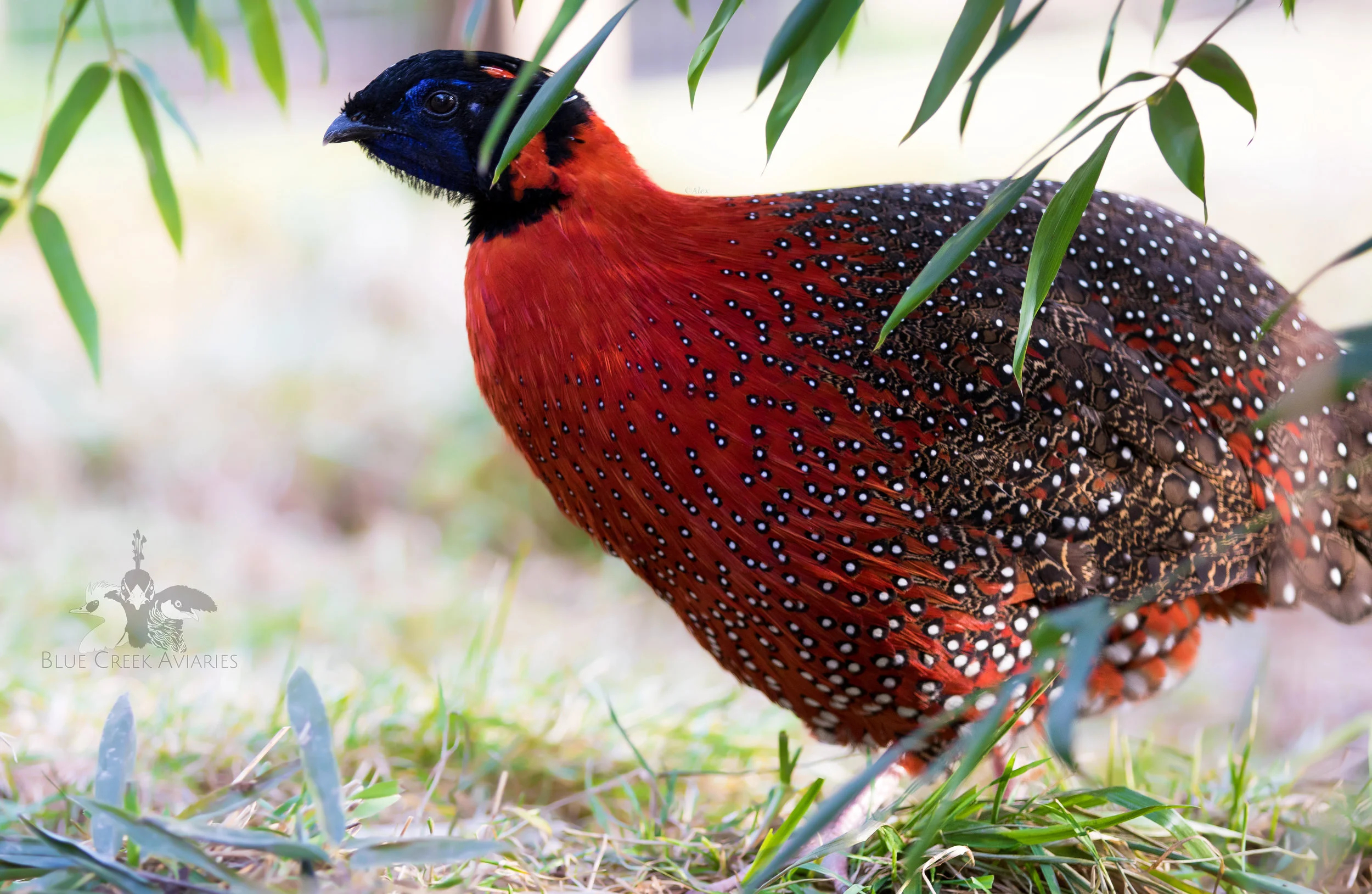 Pheasants — Blue Creek Aviaries