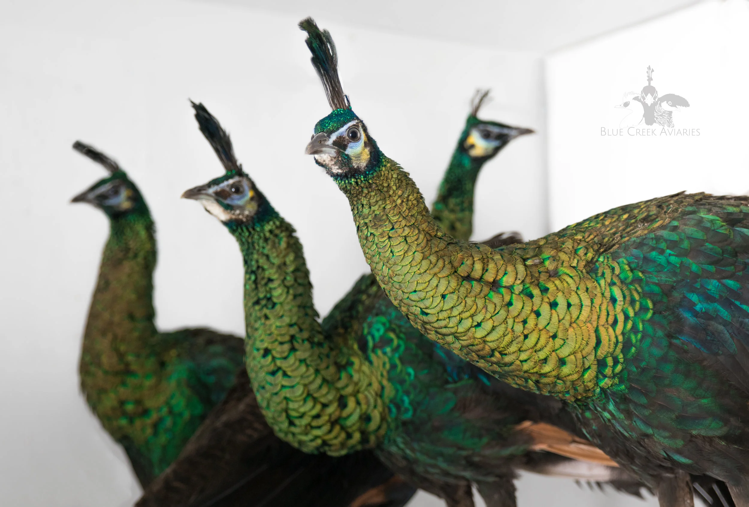 Peafowl — Blue Creek Aviaries