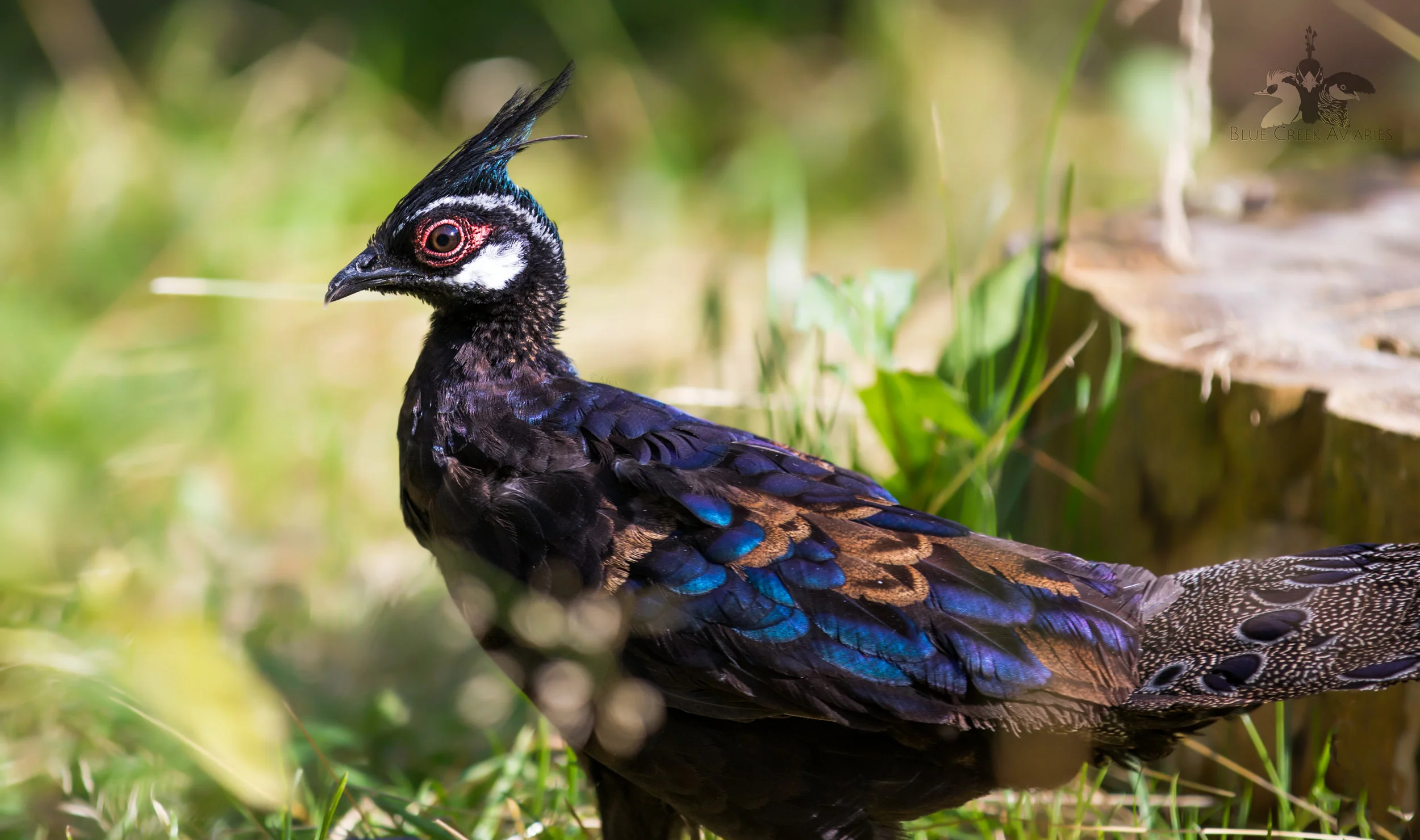 Pheasants — Blue Creek Aviaries
