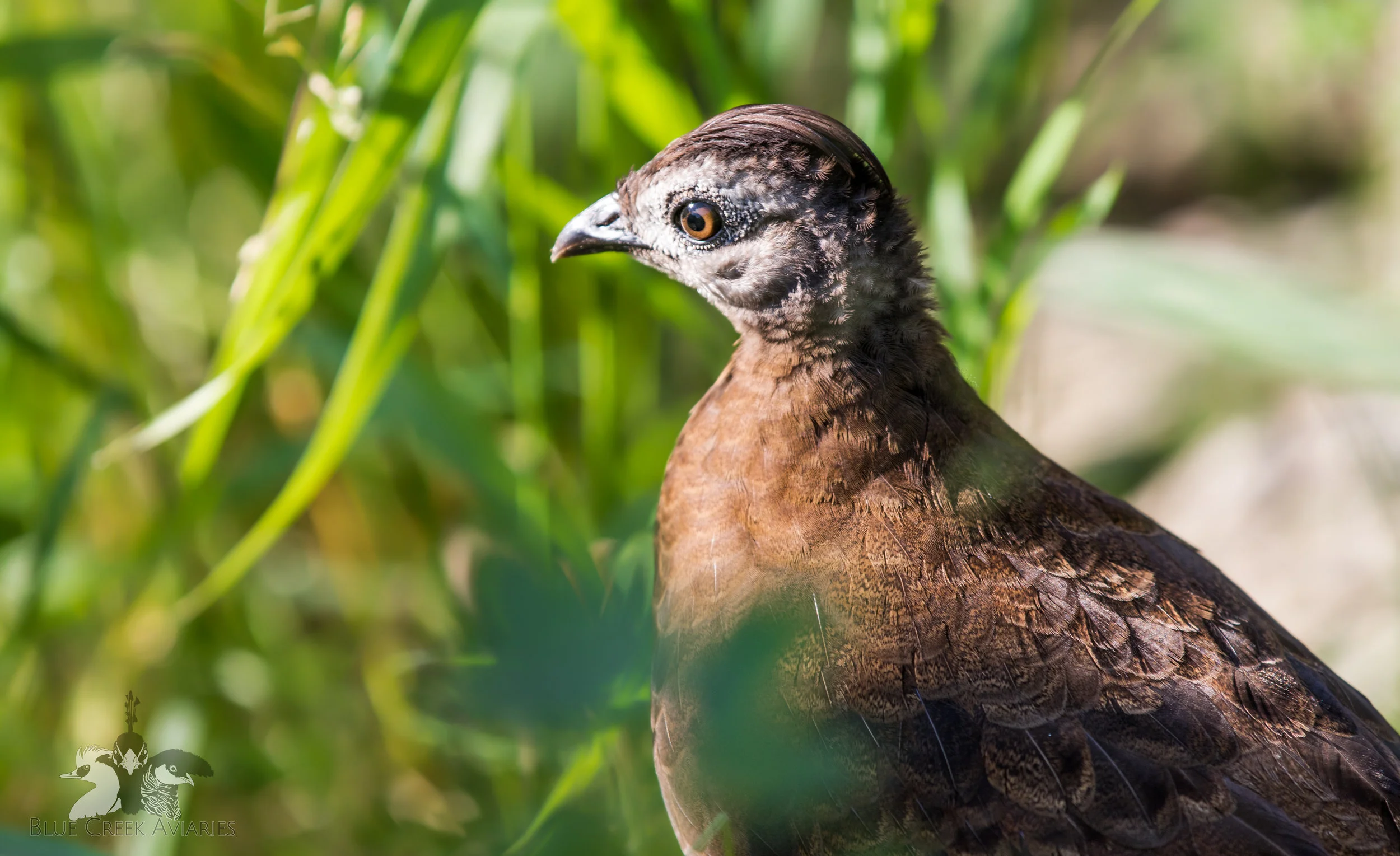 Peacock Pheasants — Blue Creek Aviaries