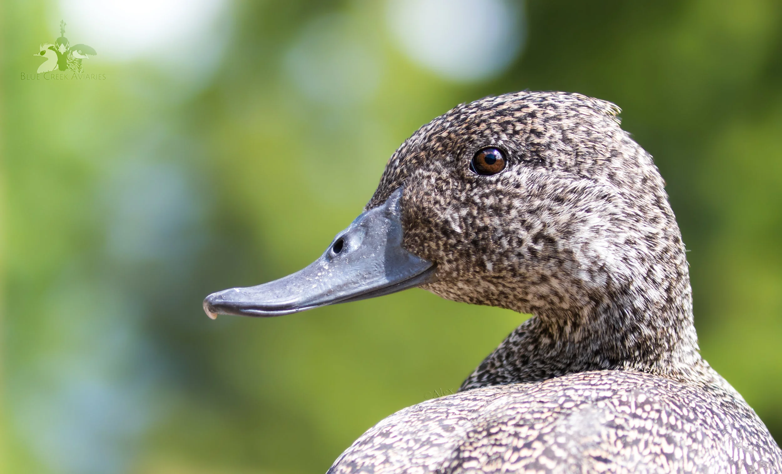 Freckled Duck — Blue Creek Aviaries