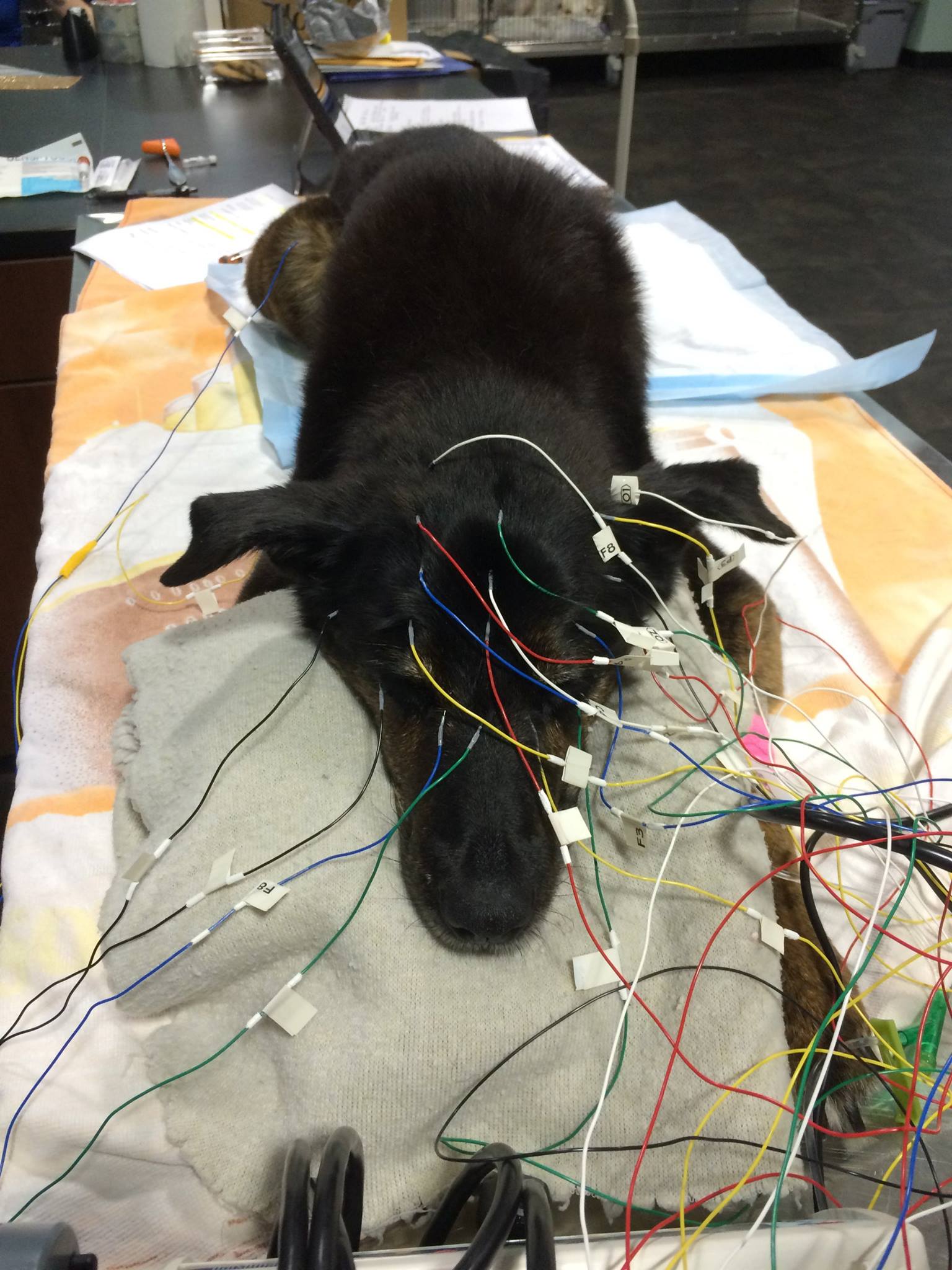 What is an EEG? — Live Oak Veterinary Neurology