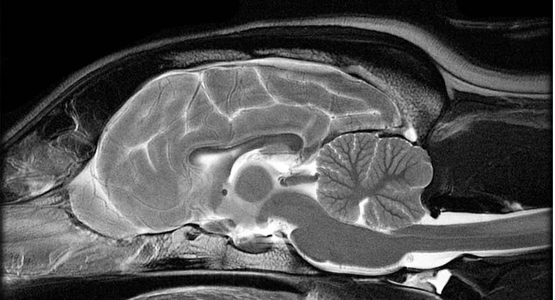 MRI — Blog — Live Oak Veterinary Neurology
