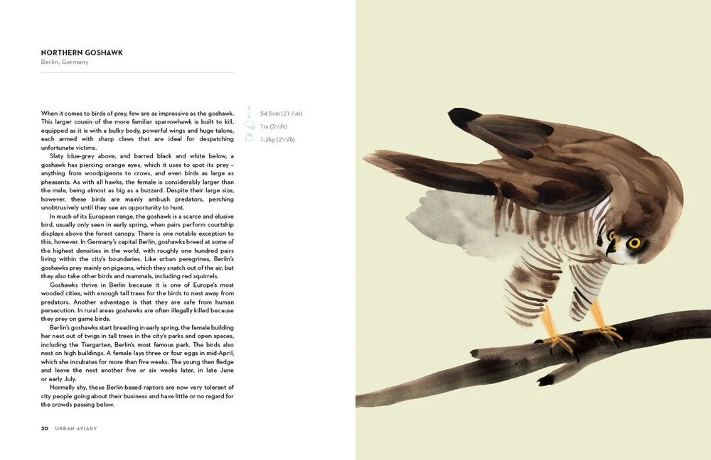 Urban Aviary — Marc Martin