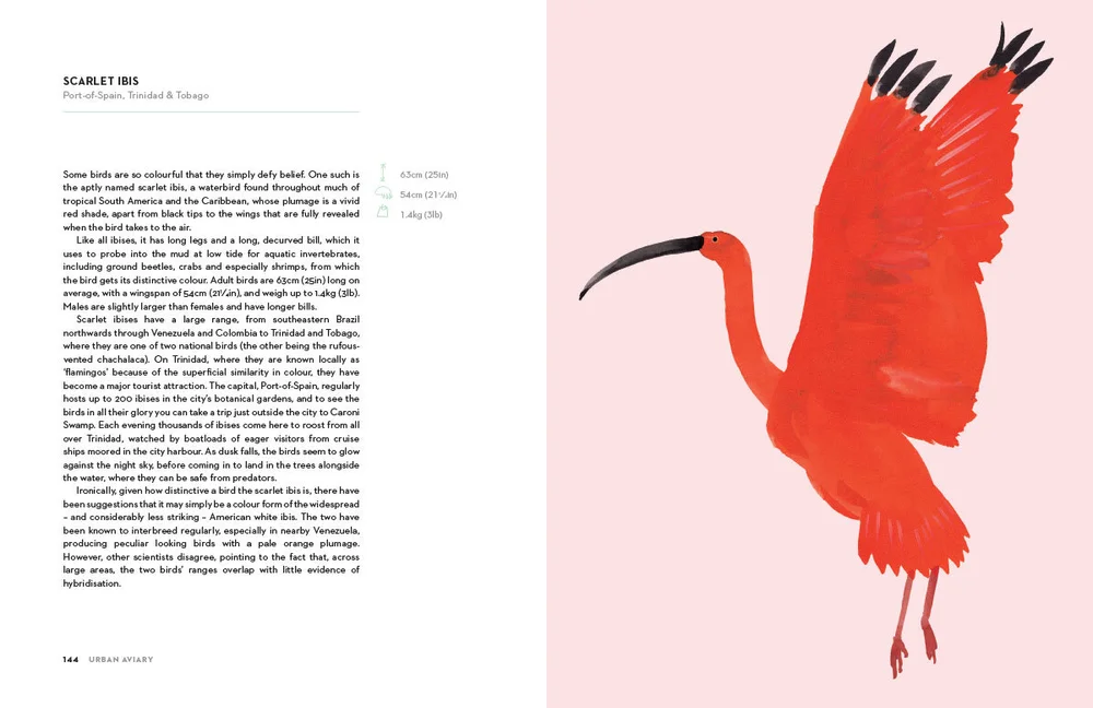 Urban Aviary — Marc Martin
