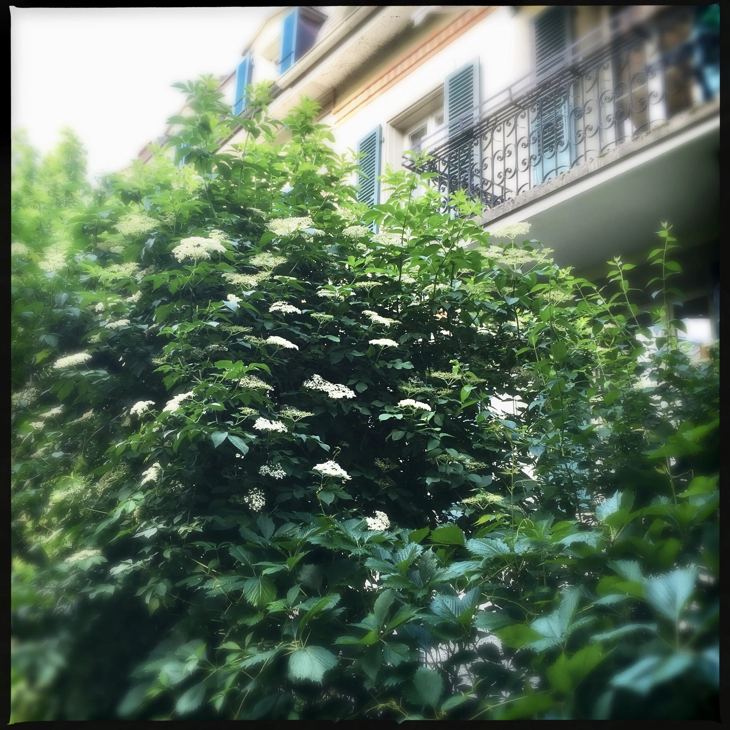 Holunderblütensirup