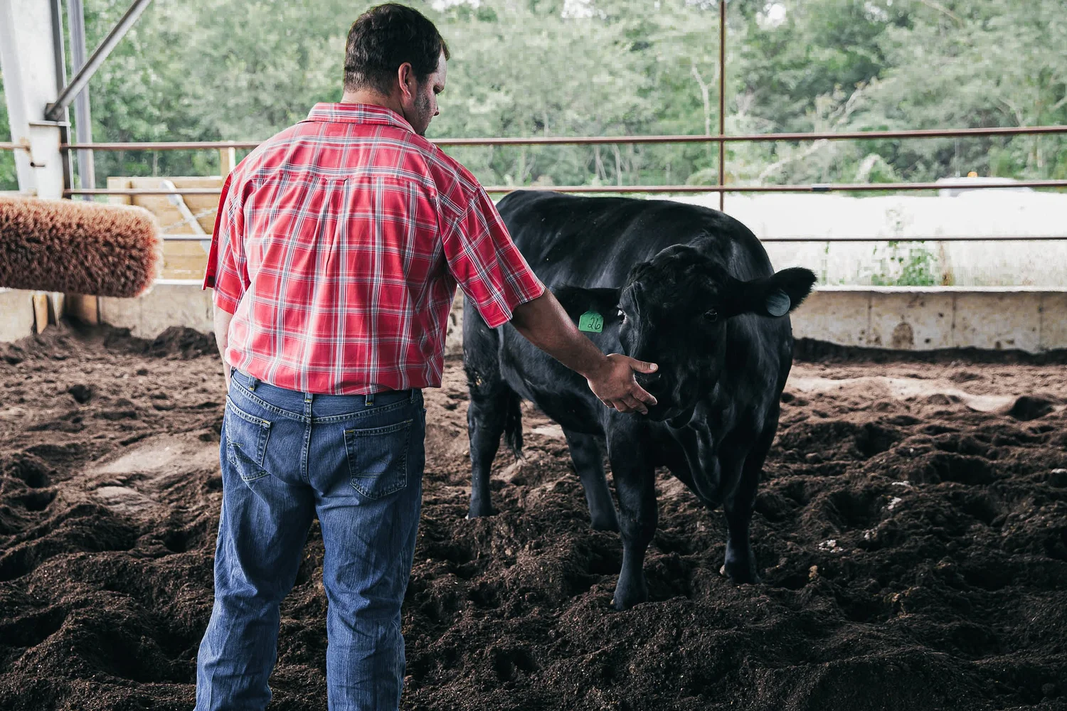 Black Hawk Farms | American Wagyu Beef